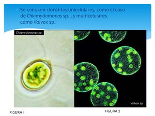Clorofitos | PPTX