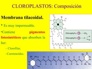 Cloroplastos2 | PPT