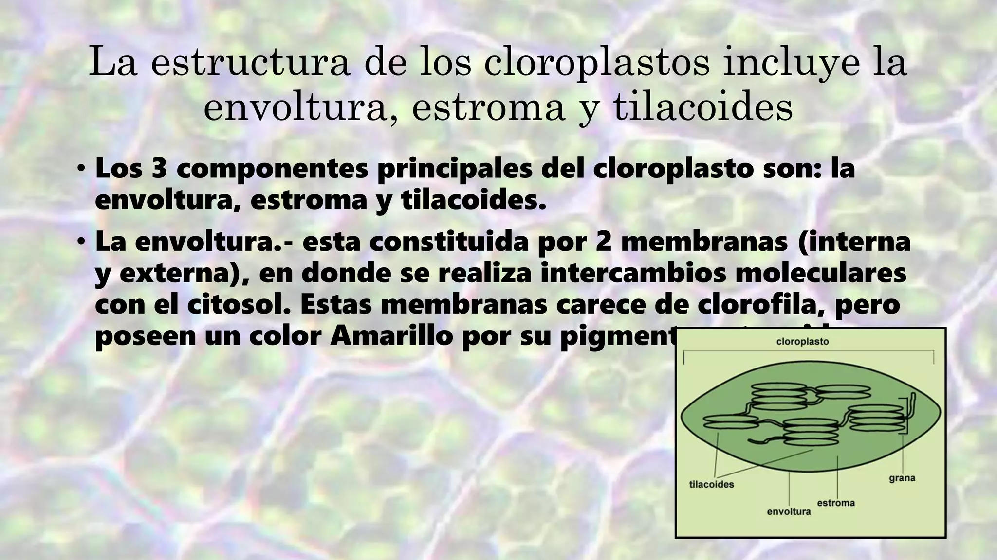 Cloroplastos Pptx