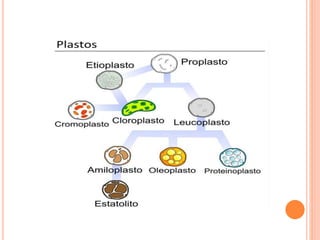 Cromoplasto Y Leucoplasto