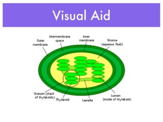 Cloroplast ppt | KEY