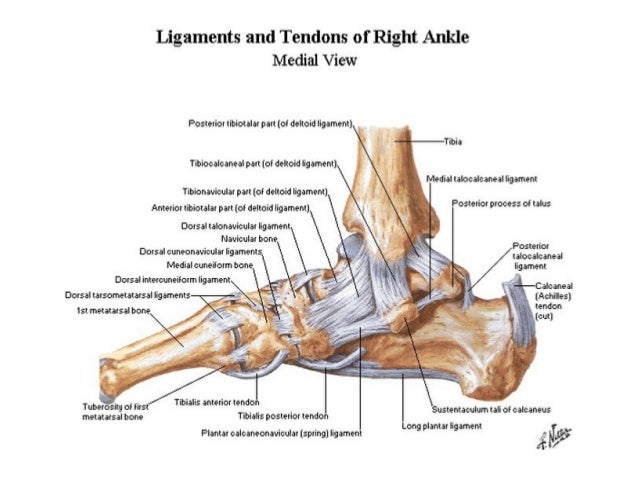 Deltoid Ligament Anatomy