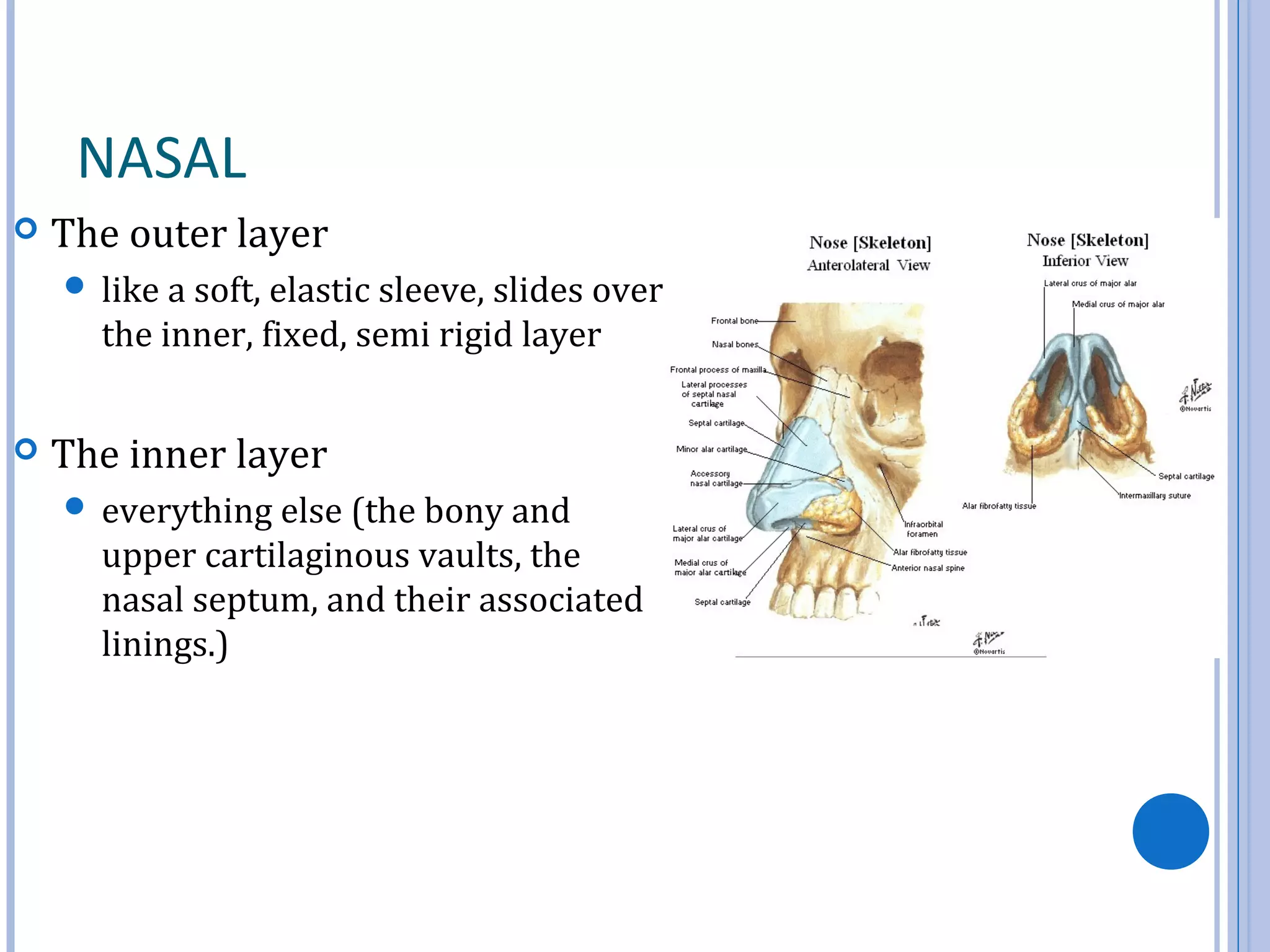 Closed rhinoplasty | PPT