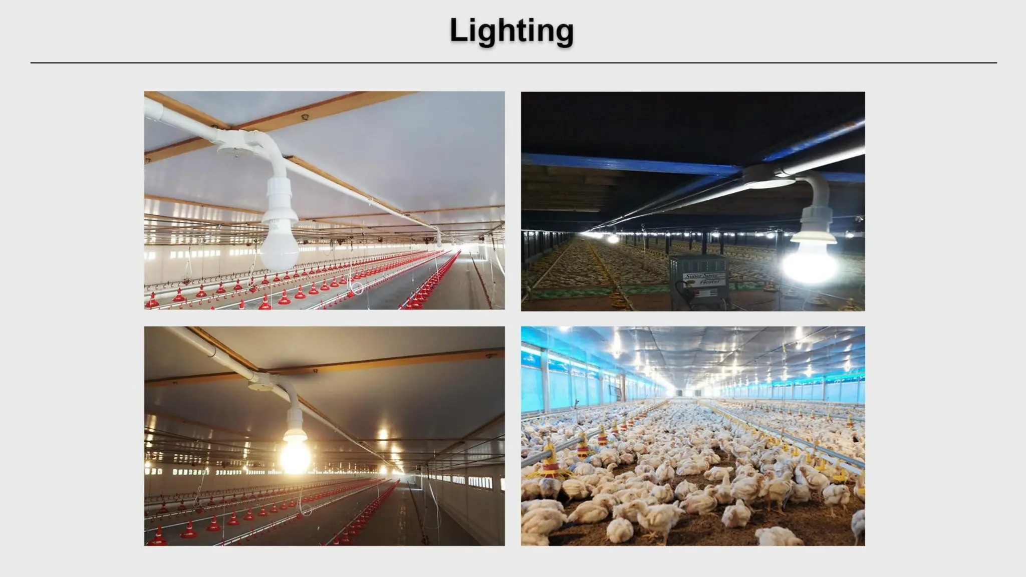 close house broiler introduction and guideline | PPTX