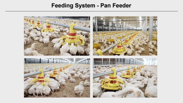 close house broiler introduction and guideline | PPTX