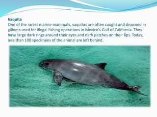 Close to extinction/ Endangered Species in the Wild | PPT