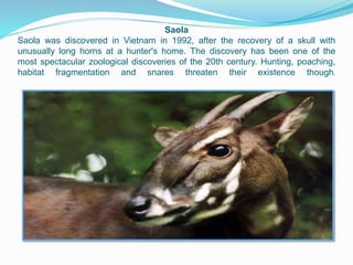 Close to extinction/ Endangered Species in the Wild | PPT