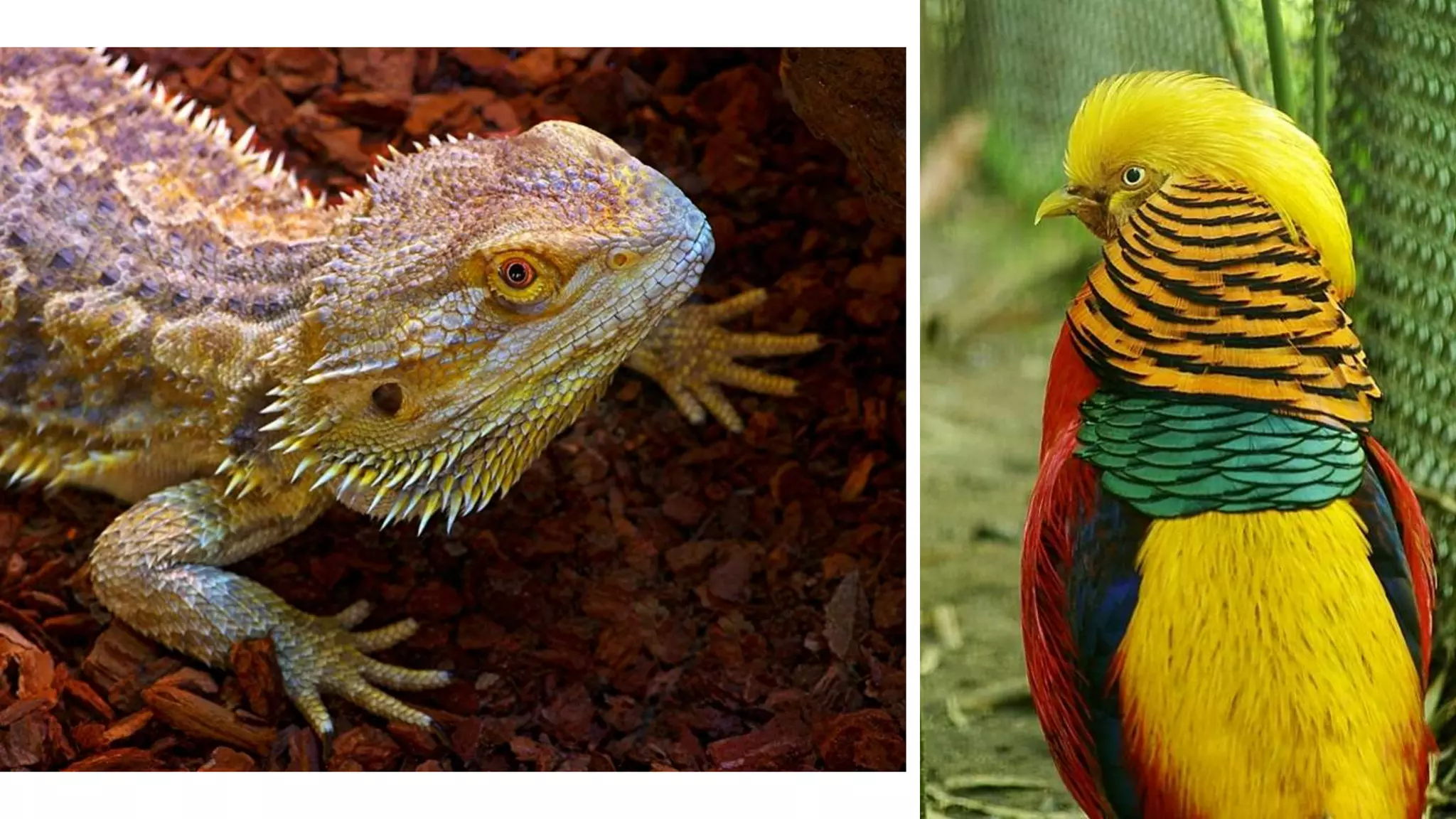Closeup photography by Dave Shafer | PPT