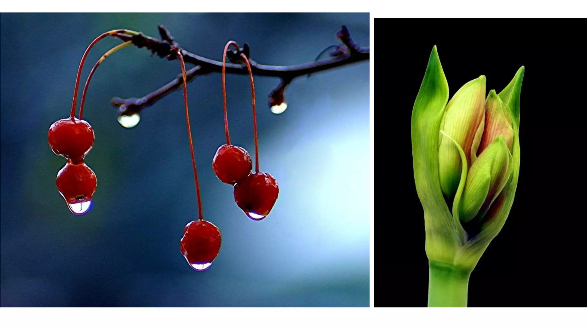 Closeup photography by Dave Shafer | PPT