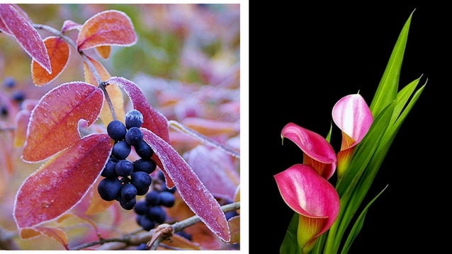 Closeup photography by Dave Shafer | PPT