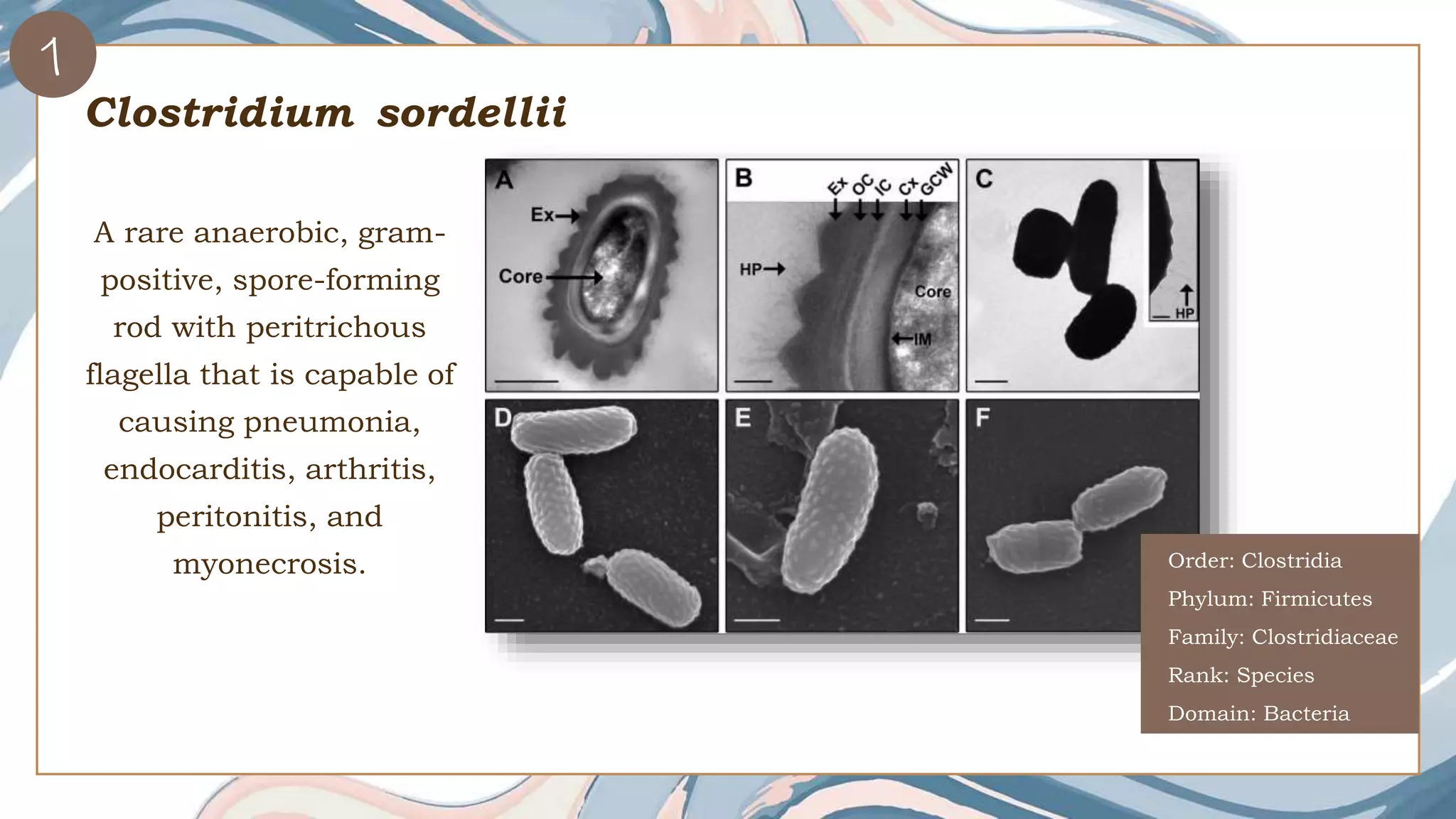 Clostridia.pptx