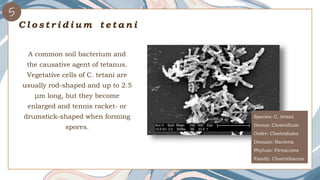 Clostridia.pptx