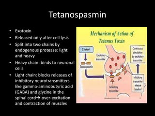 Clostridium tetani, botulinum, and difficile, by Dr. Himanshu Khatri | PPTX