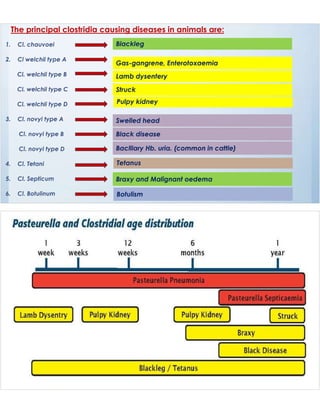 Clostridial diseases of sheep and goats 2x2 | PDF