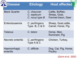 Clostridial infections in animals in India | PPT