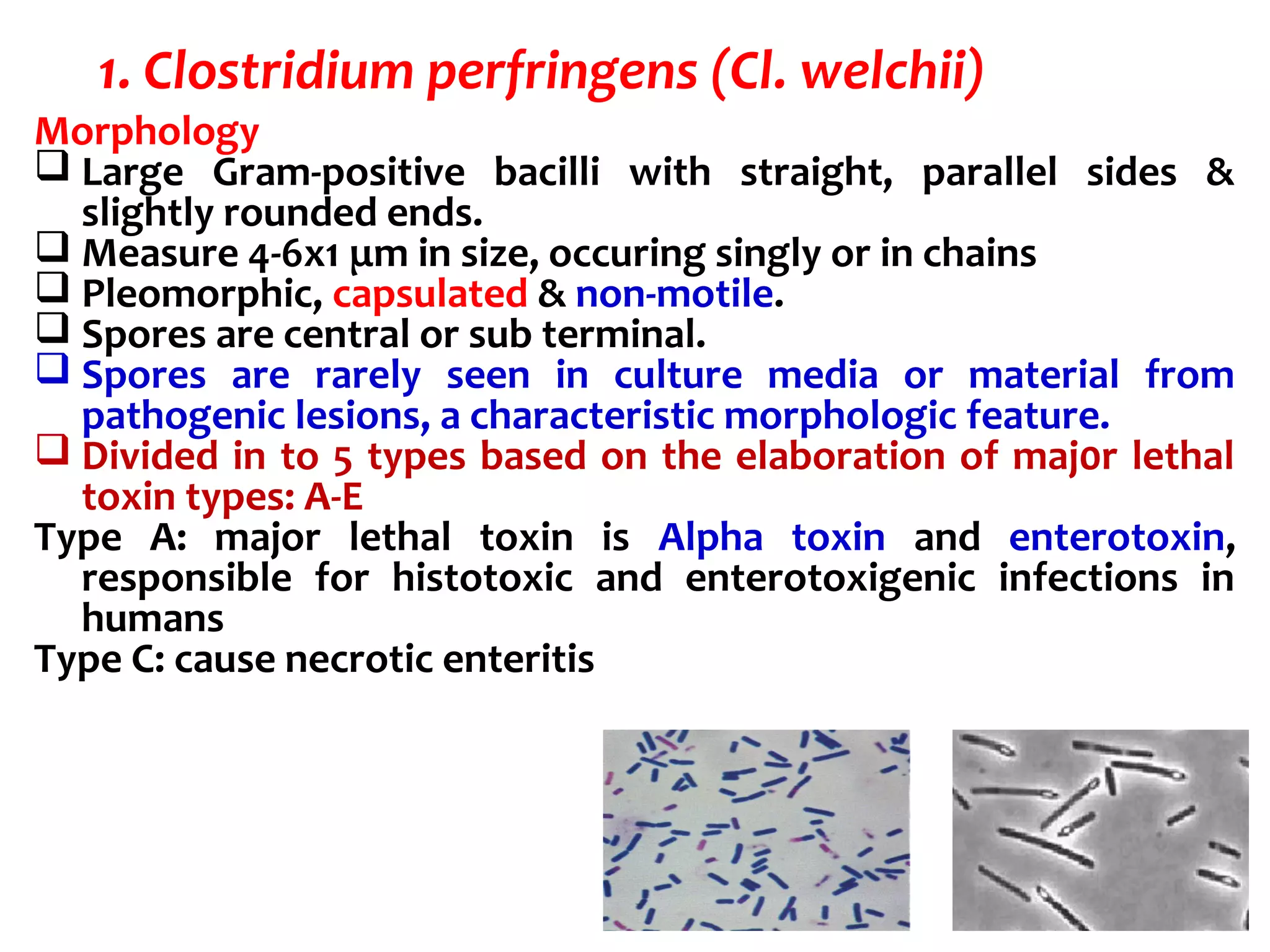 Clostridial toxins: Clostridium perfringens and Clostridium difficile | PPT