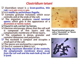 Tetanus Bacteria Structure