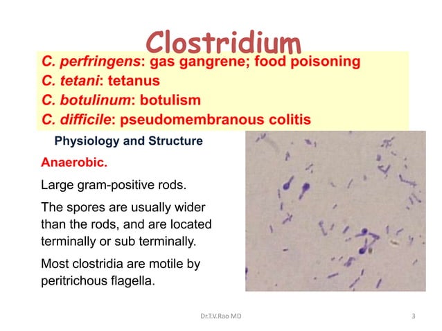 Clostridium | PPTX | Digestive Disorders | Diseases and Conditions