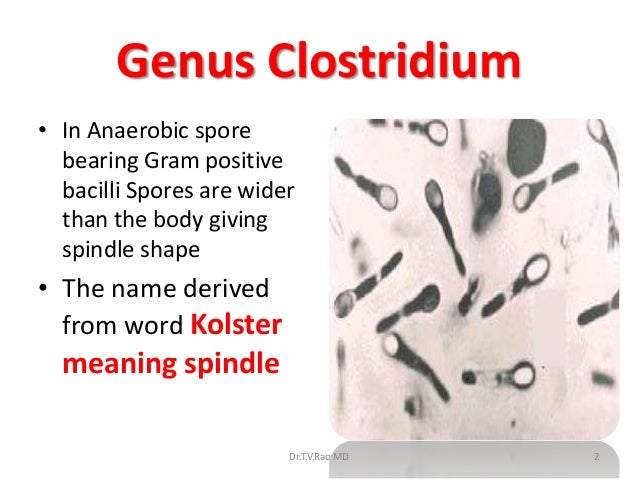 Clostridium