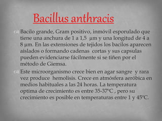 Clostridium | PPTX