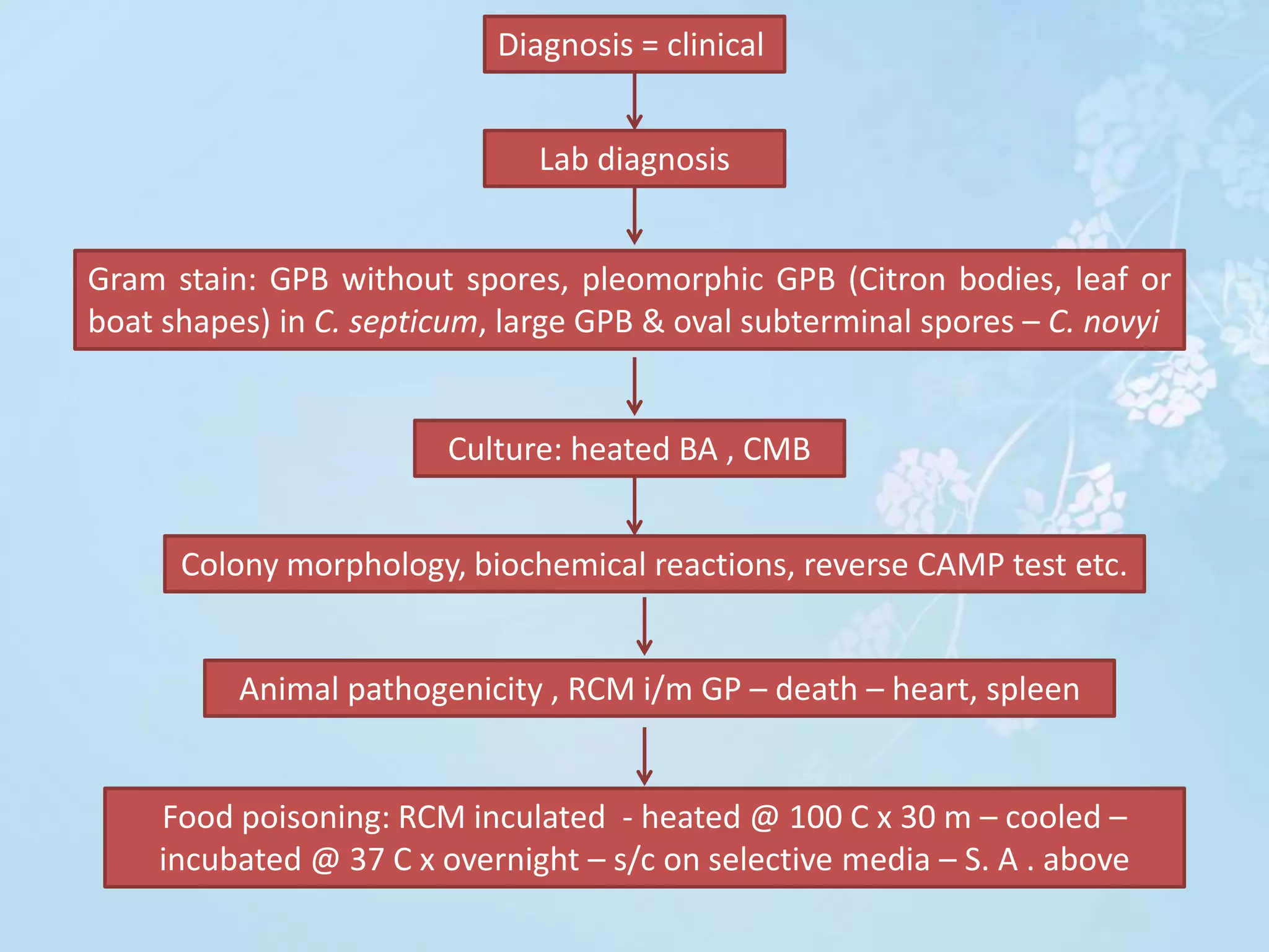 Clostridium | PPTX
