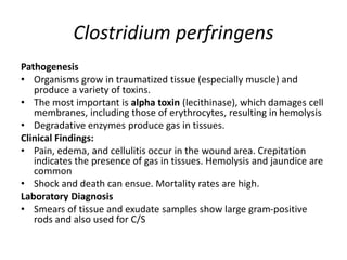 Clostridium | PPTX
