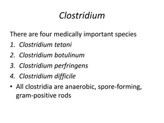 Clostridium | PPTX