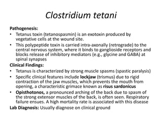 Clostridium | PPTX