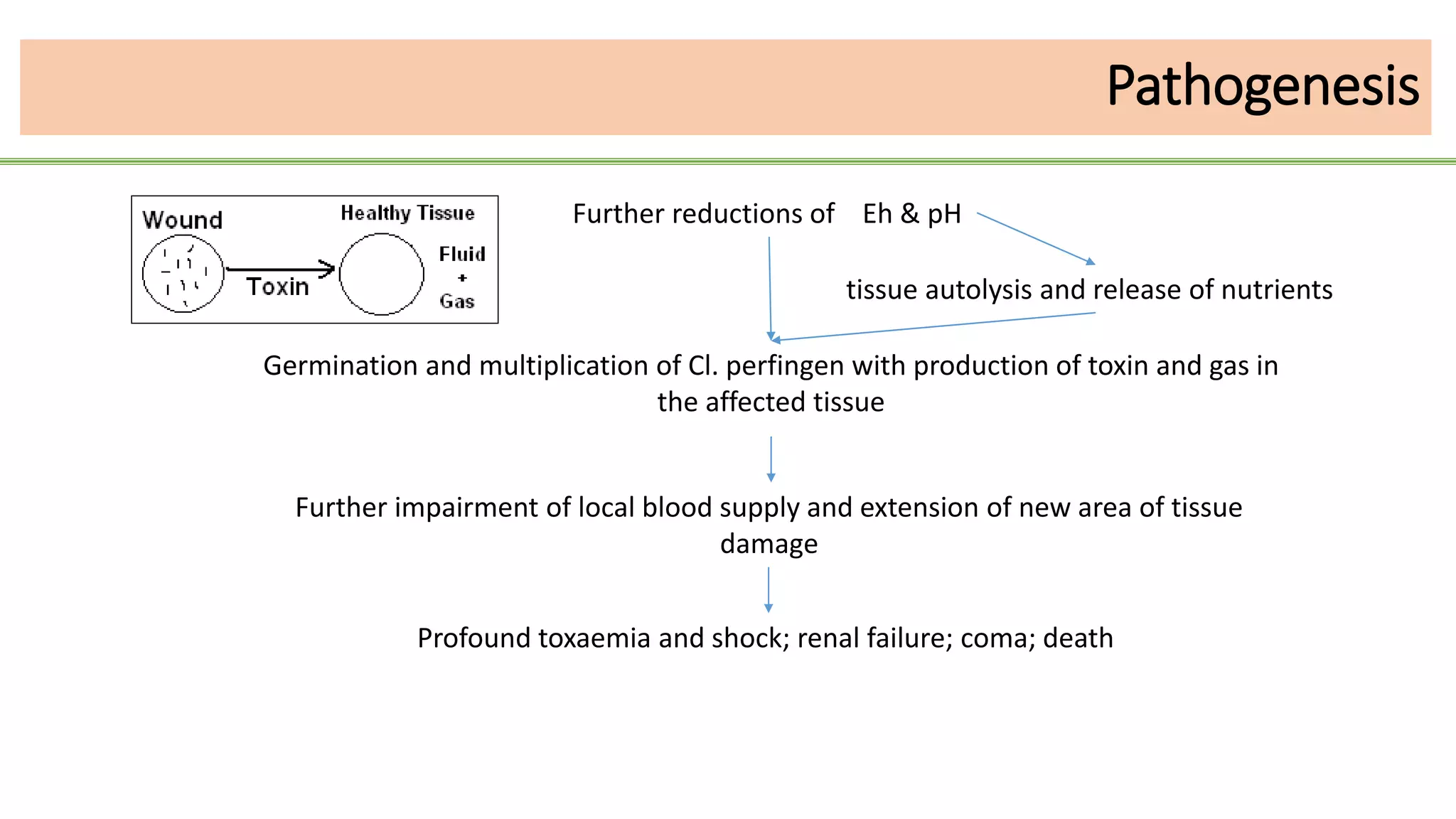 Spore-forming gram Positive bacteria | PPT