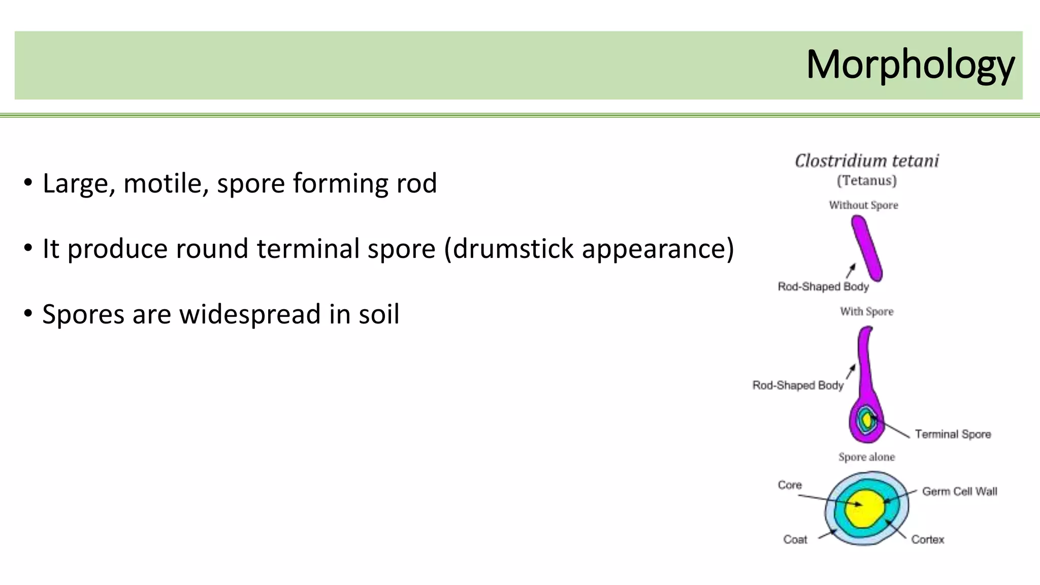Spore-forming gram Positive bacteria | PPT