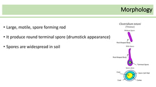 Spore-forming gram Positive bacteria | PPT