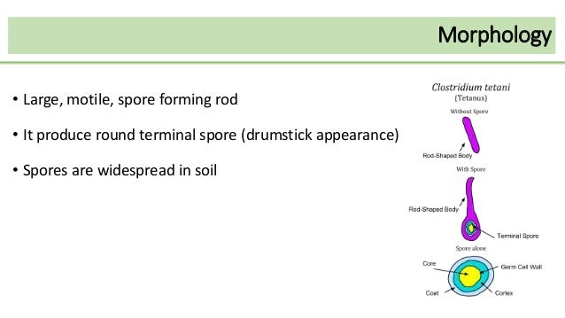 Spore-forming gram Positive bacteria