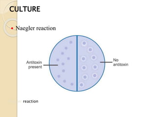 Clostridium | PPTX