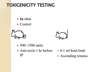Clostridium | PPTX