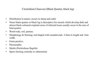 Clostridium oedematiens | PPT