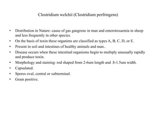 Clostridium oedematiens | PPT