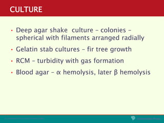 CLOSTRIDIUM.ppt