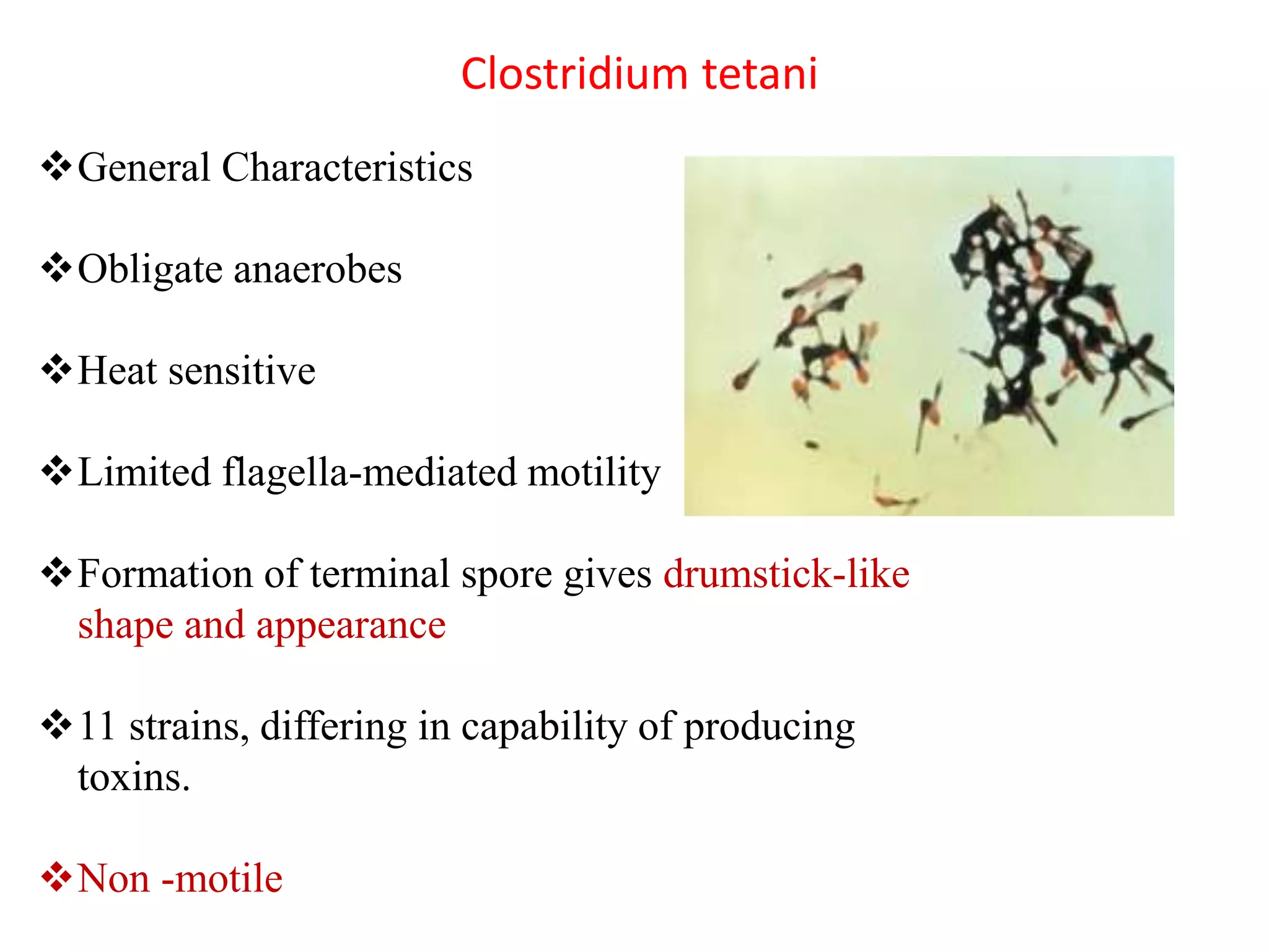 clostridium.pptx | Chemistry | Science