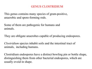 clostridium.pptx