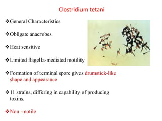 clostridium.pptx