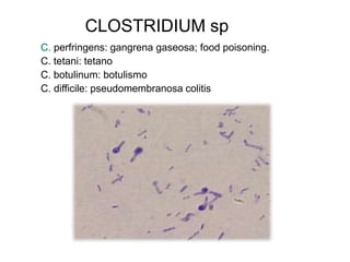 Clostridium.pptx