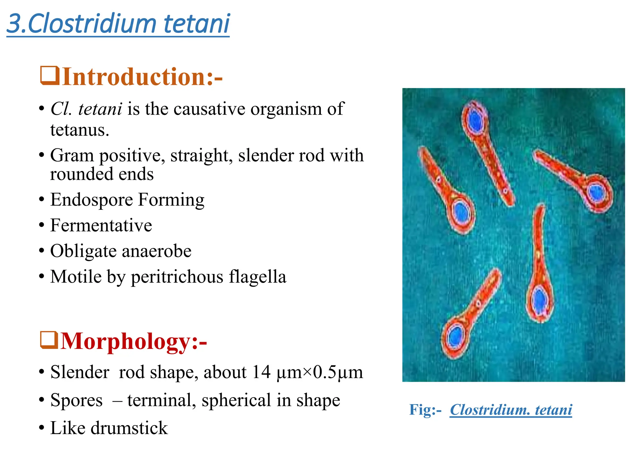 Clostridium.pptx
