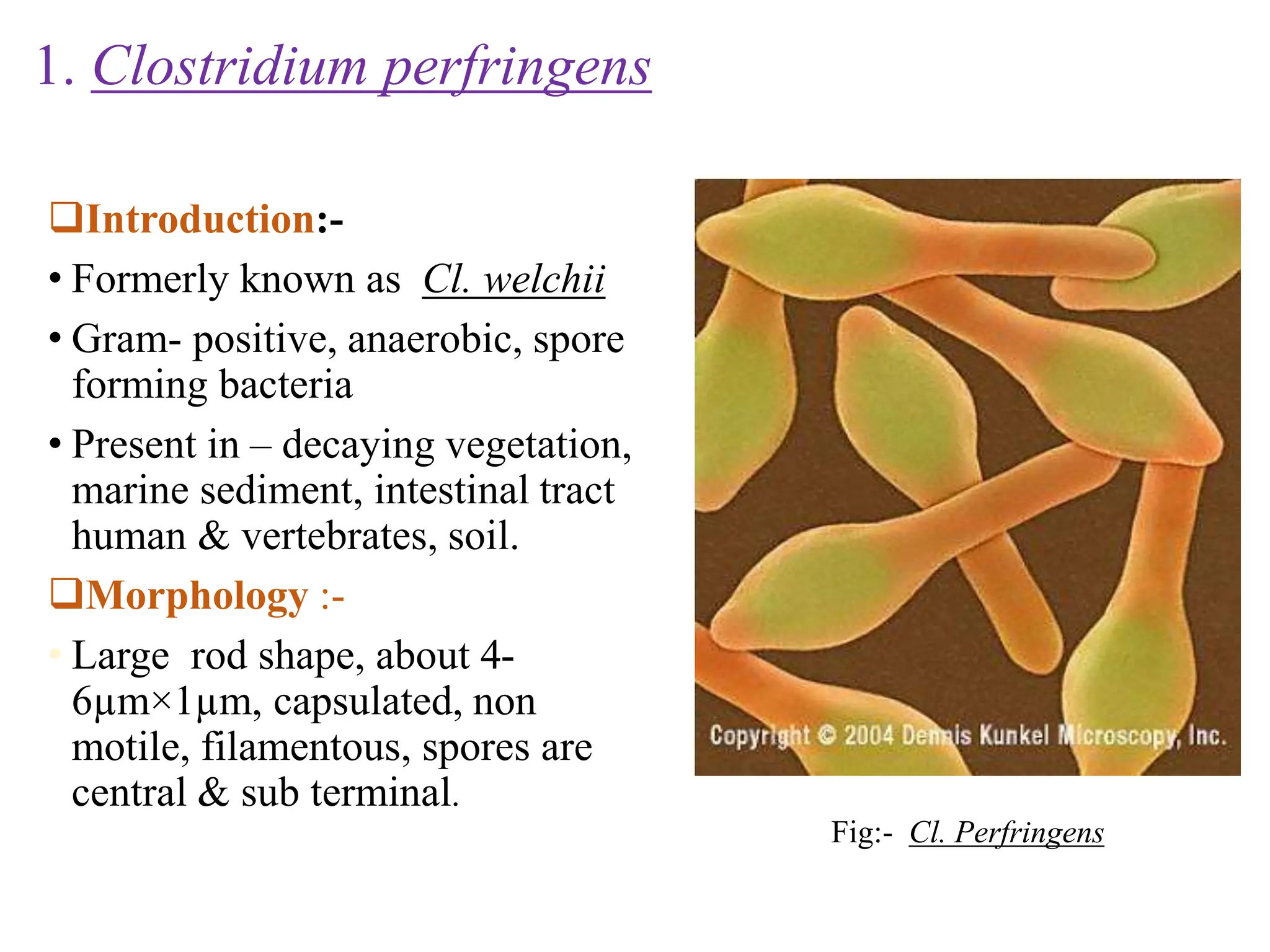 Clostridium.pptx
