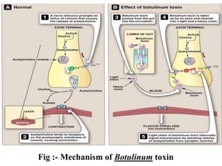 Clostridium.pptx