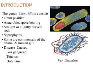 Clostridium.pptx | Chemistry | Science