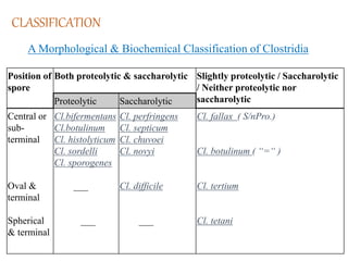 Clostridium.pptx
