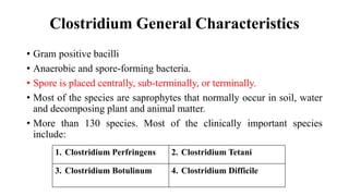 Clostridium .pptx gram-positive bacilli , clostridium tetani ...