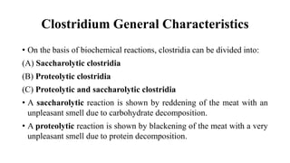Clostridium .pptx gram-positive bacilli , clostridium tetani ...