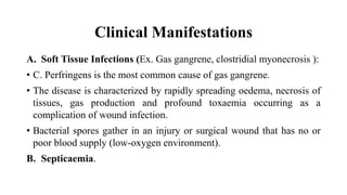 Clostridium .pptx gram-positive bacilli , clostridium tetani ...