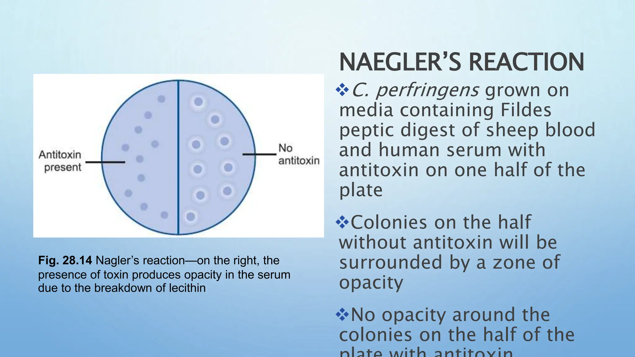 CLOSTRIDIUM and its laboratory diagnosis.pptx